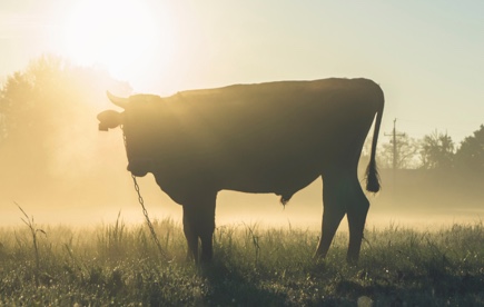 5 Stocks That Are Cash Cows